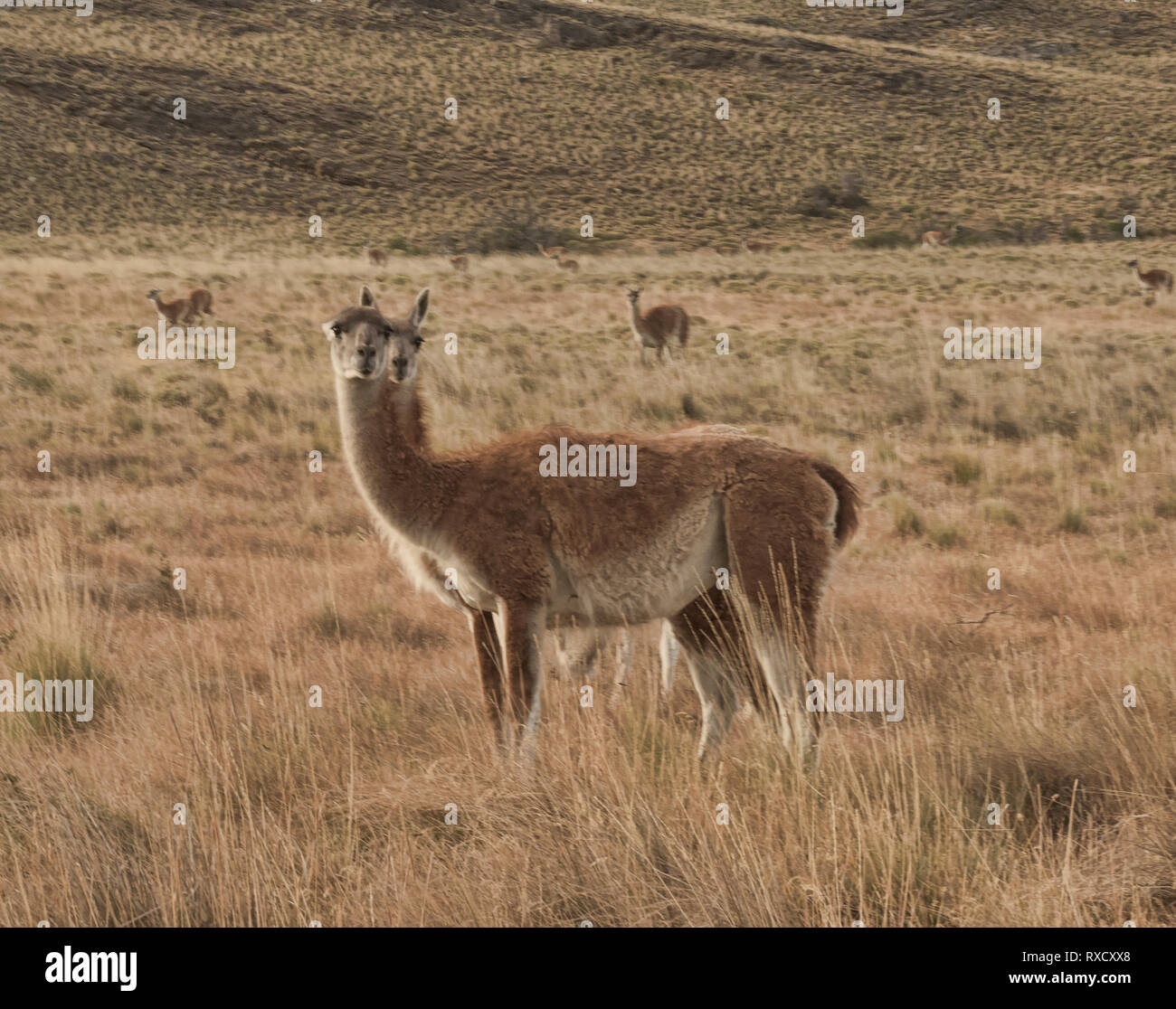 Wild guanacos in Patagonia National Park, Aysen, Patagonia, Chile Stock ...