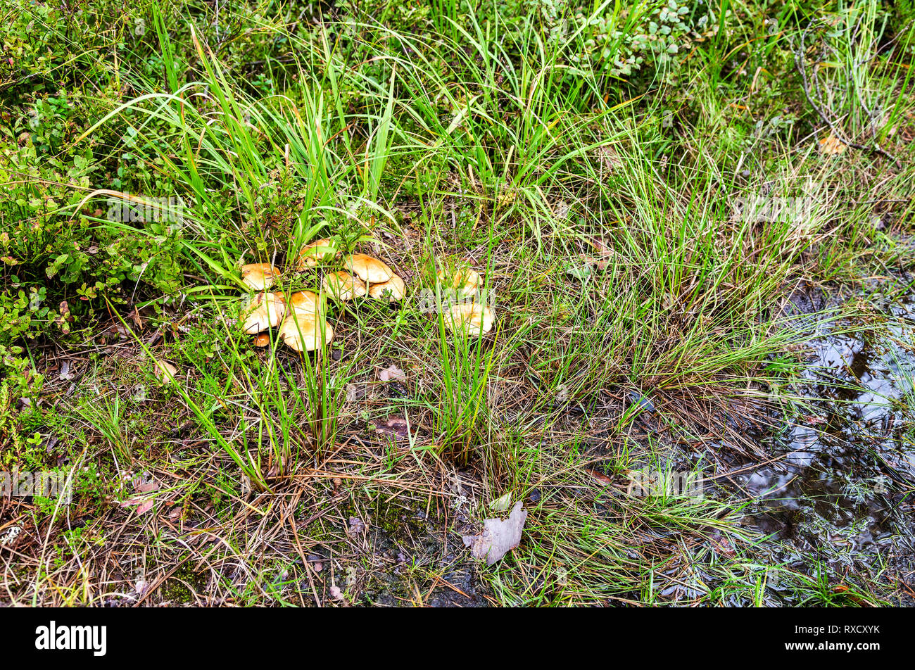 Forest edible mushrooms with yellow caps in the green grass Stock Photo ...