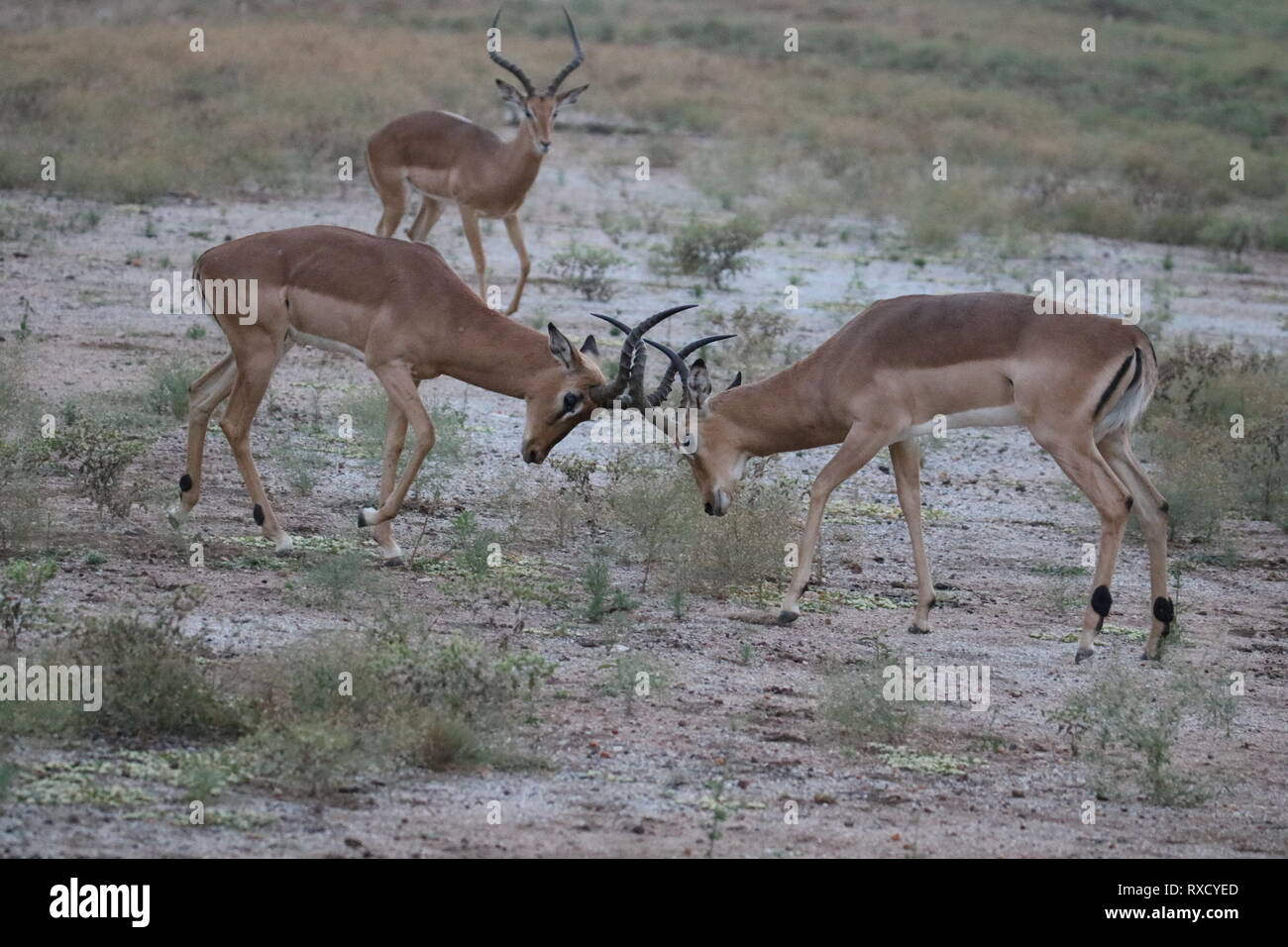 Male impalas fighting Stock Photo - Alamy