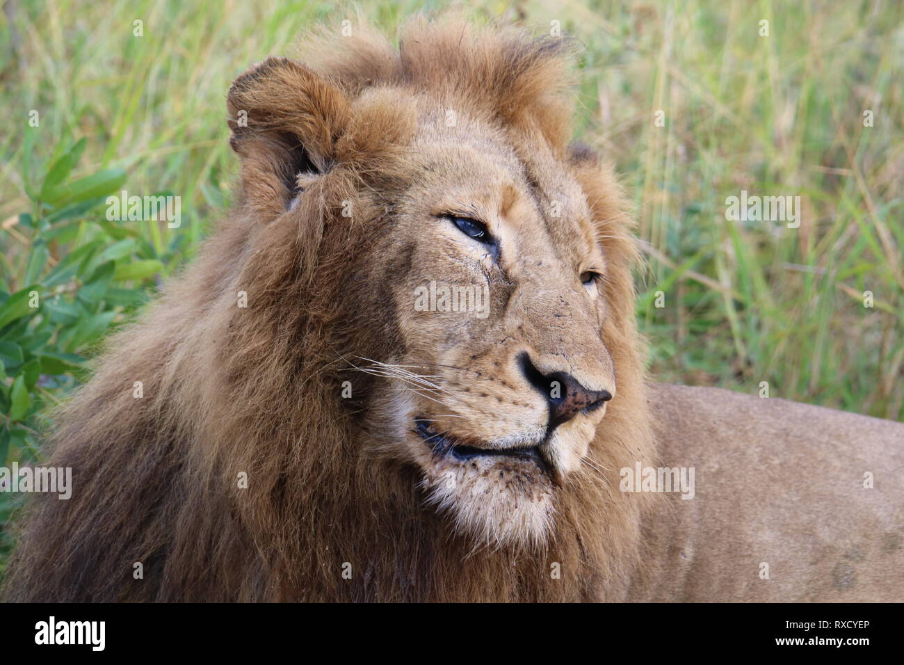 African Lion Male Not Feeling Too Good Stock Photo Alamy african-lion-male-not-feeling-too-good-stock-photo-alamy