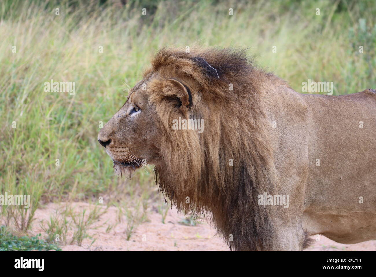 African lion male alert Stock Photo - Alamy