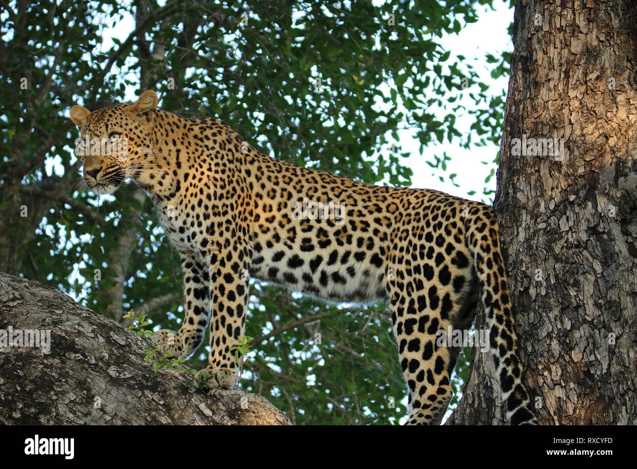 Leopard panthera pardus looking out in the tree hi-res stock ...