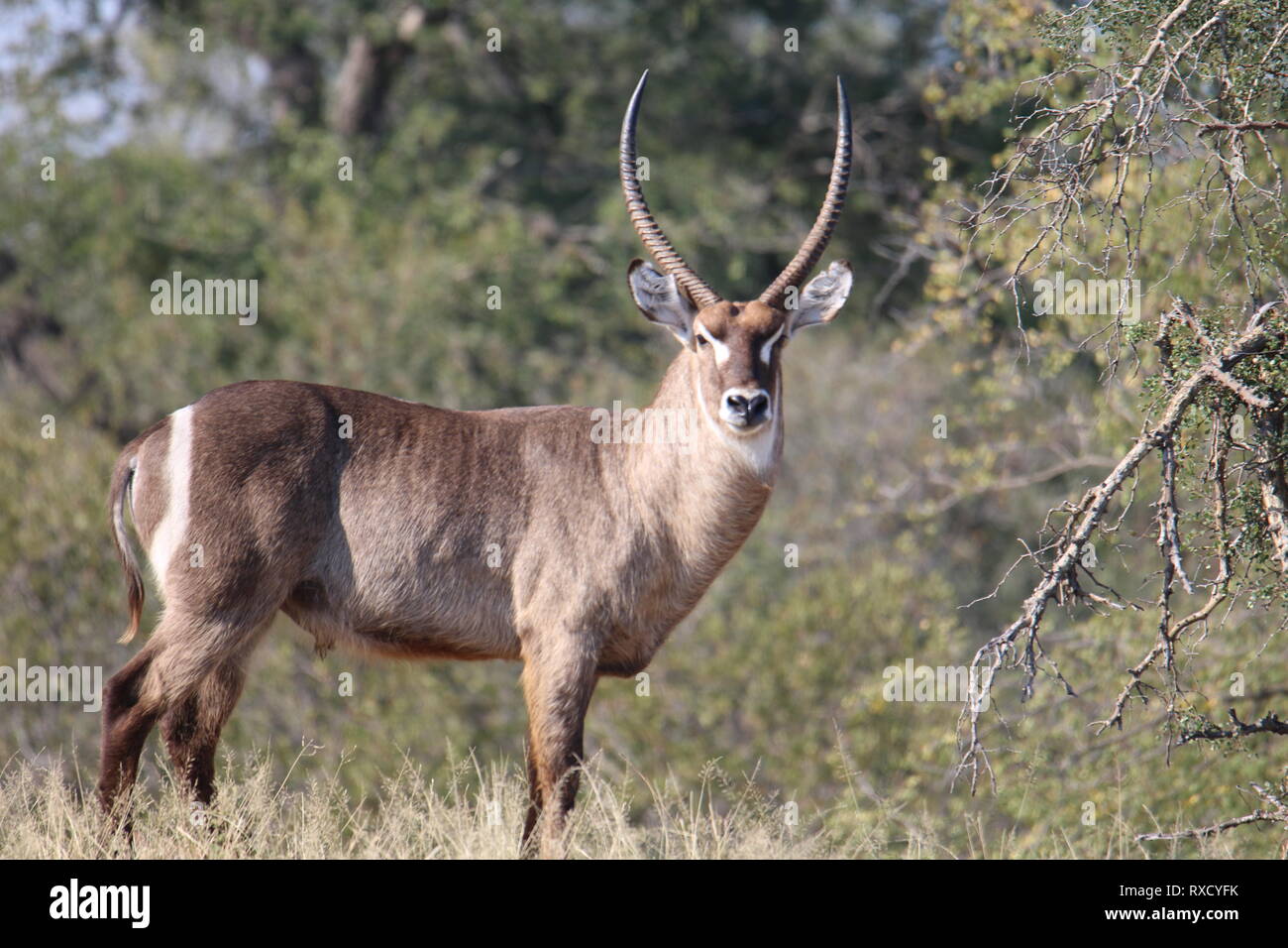African waterbuck male staring Stock Photo - Alamy