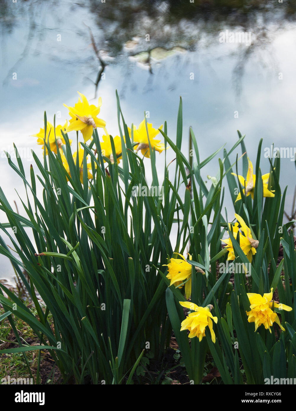 Telamonius Plenus 'Van Sion' by the lagoon at Little Ponton Hall Stock ...