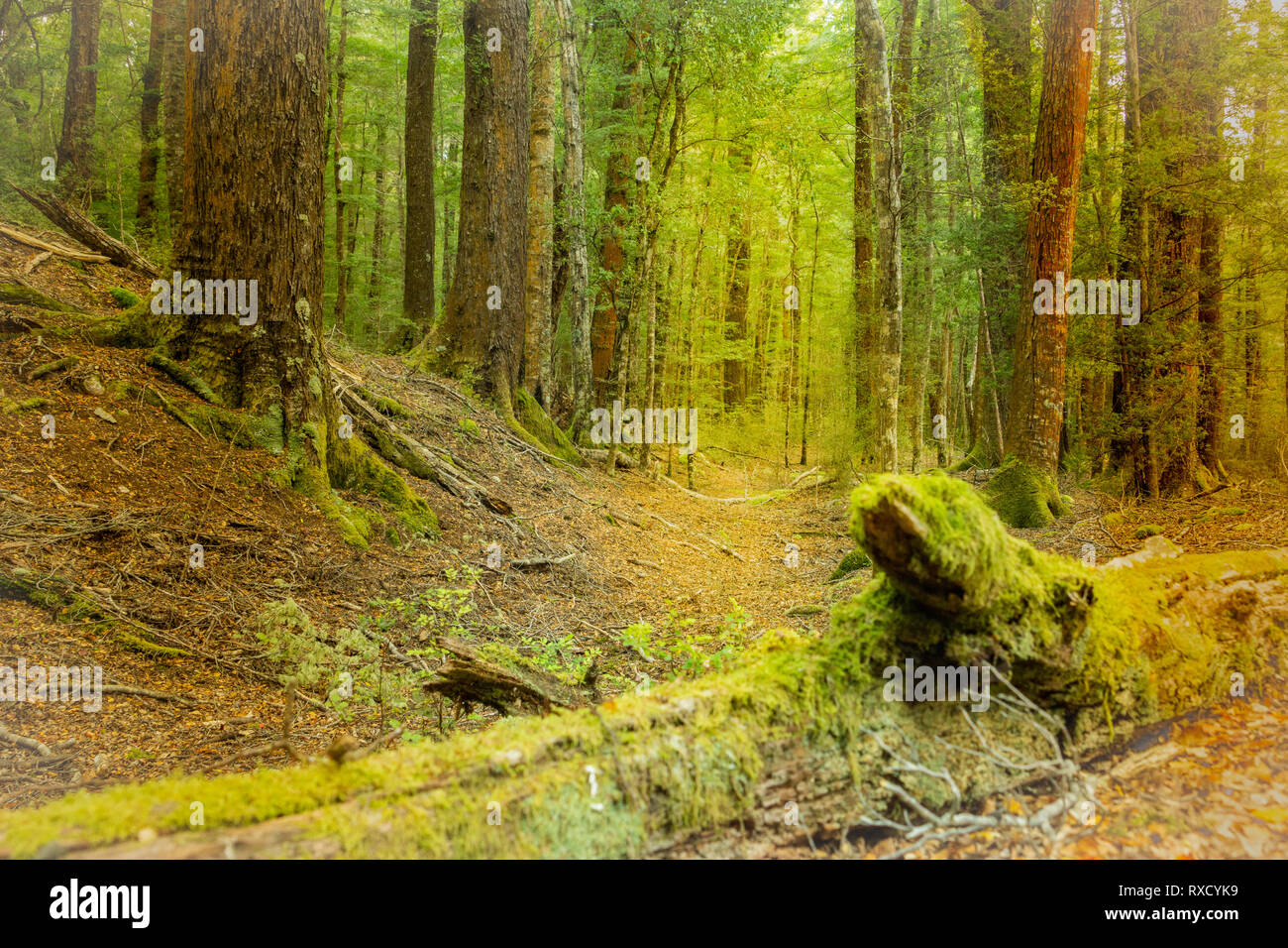 In New Zealand rain forest off-track in Keplar Track in South Island ...