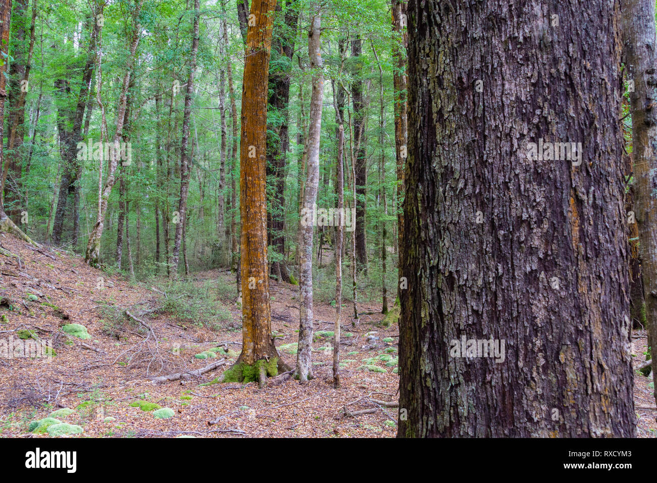 In New Zealand rain forest off-track in Keplar Track in South Island ...