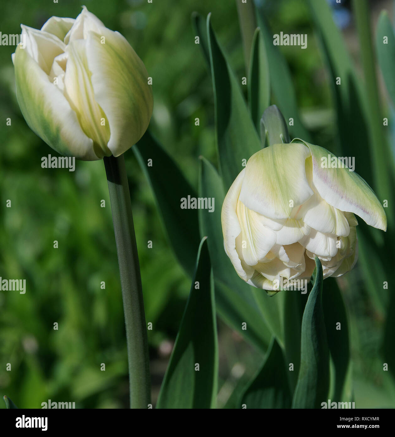 Viridiflora tulips hi-res stock photography and images - Alamy