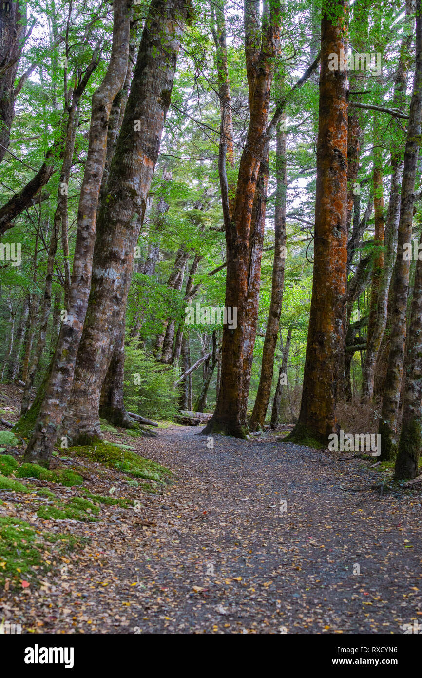 In New Zealand rain forest off-track in Keplar Track in South Island ...