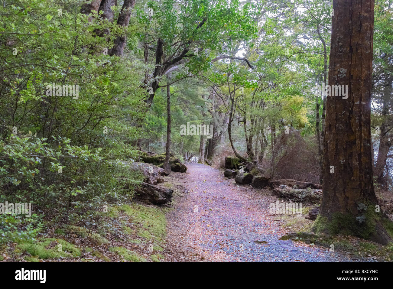 In New Zealand rain forest off-track in Keplar Track in South Island ...