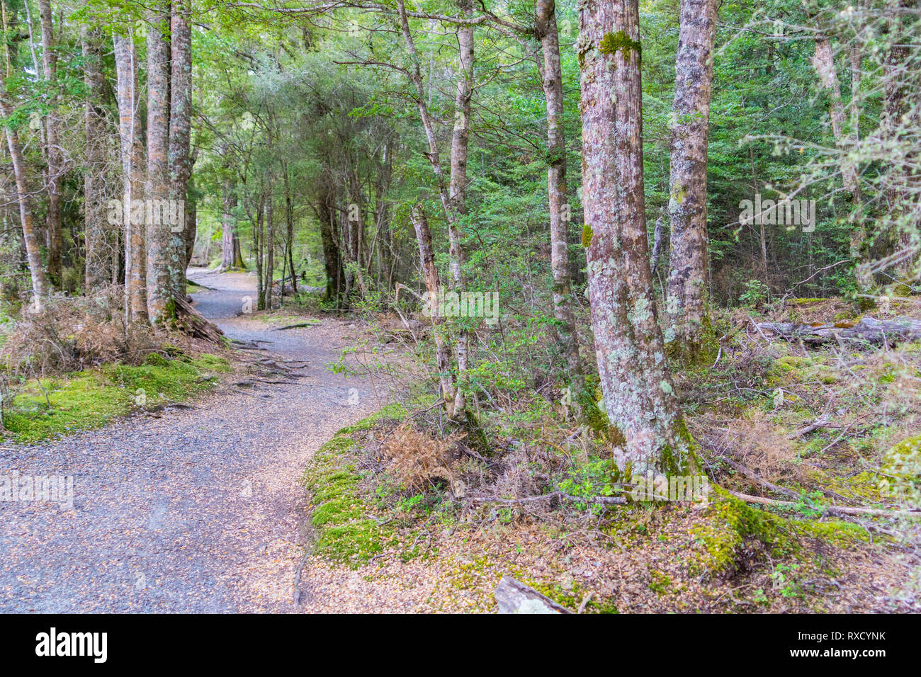 In New Zealand rain forest off-track in Keplar Track in South Island ...