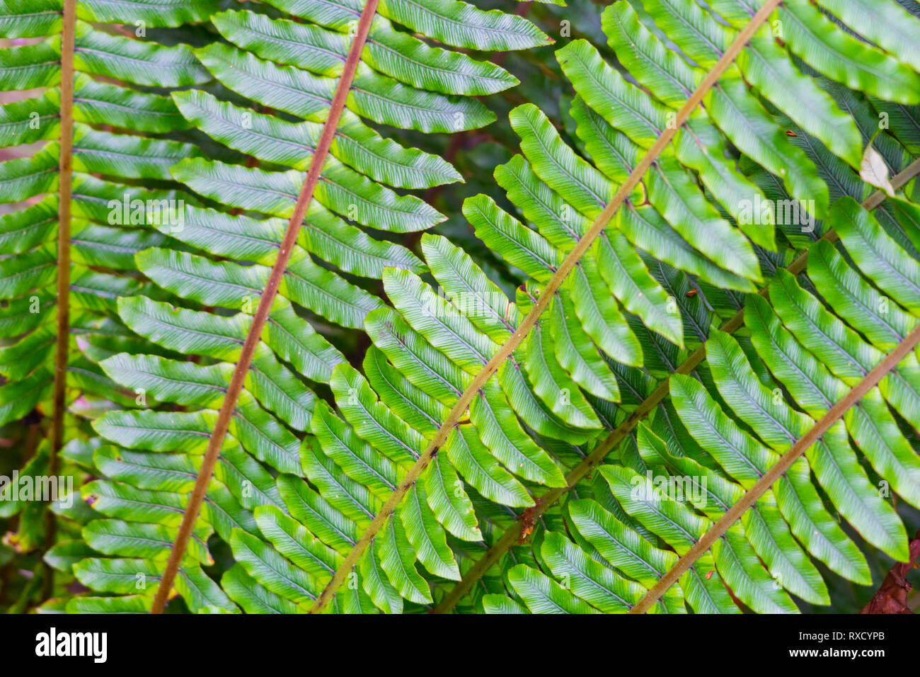 Ladder fern fronds close-up Stock Photo - Alamy