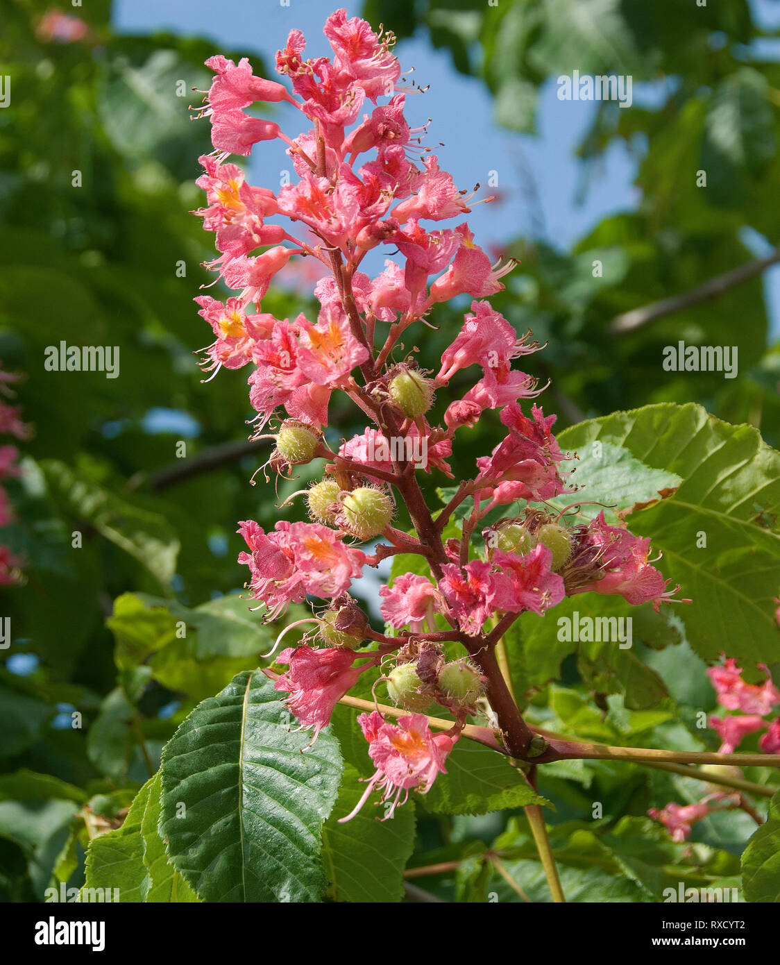 Aesculus carnea 'briotti' horse chestnut hybrid with pink and ornage ...