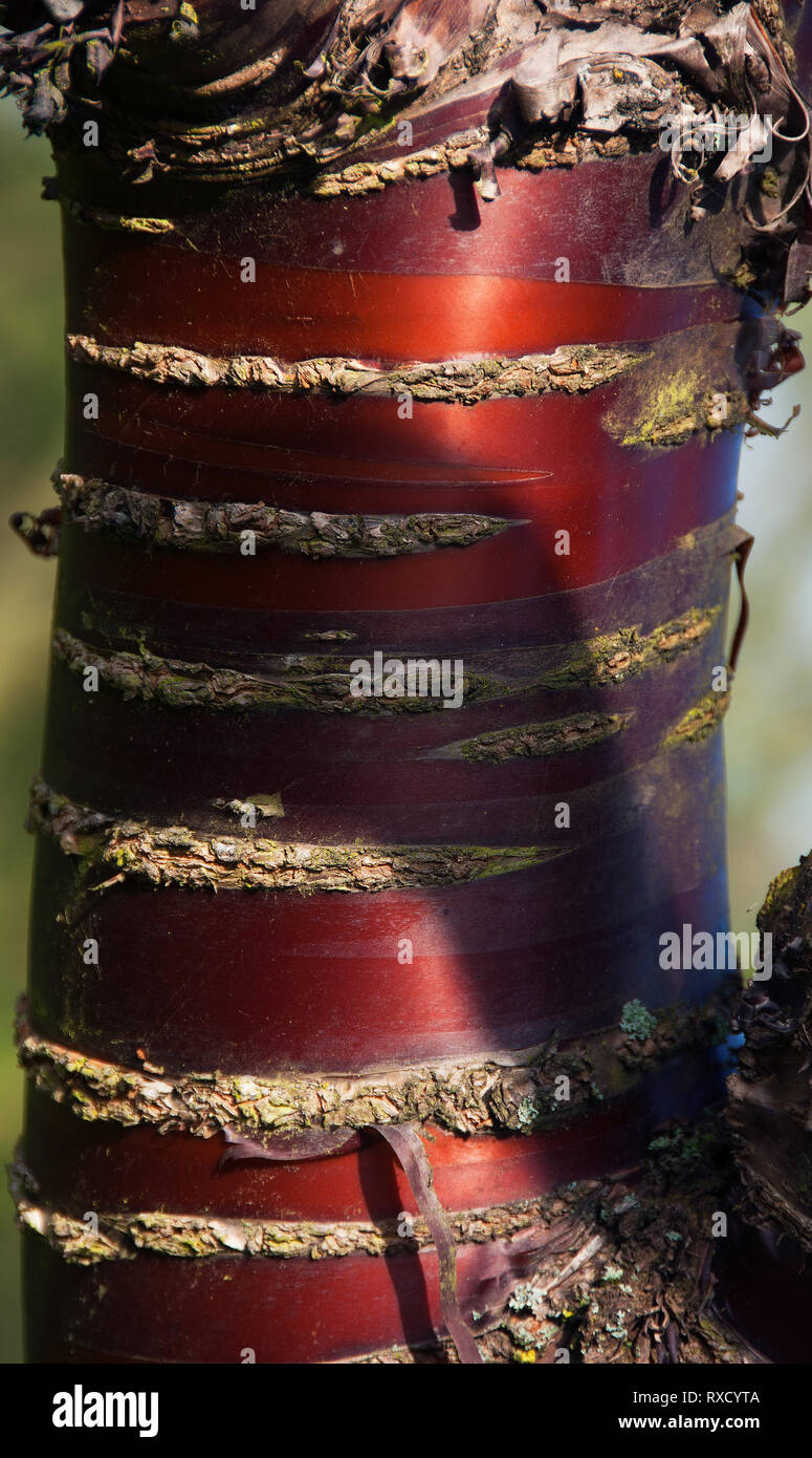 The striking bark of the Tibetan cherry, Prunus serrula, like polished ...