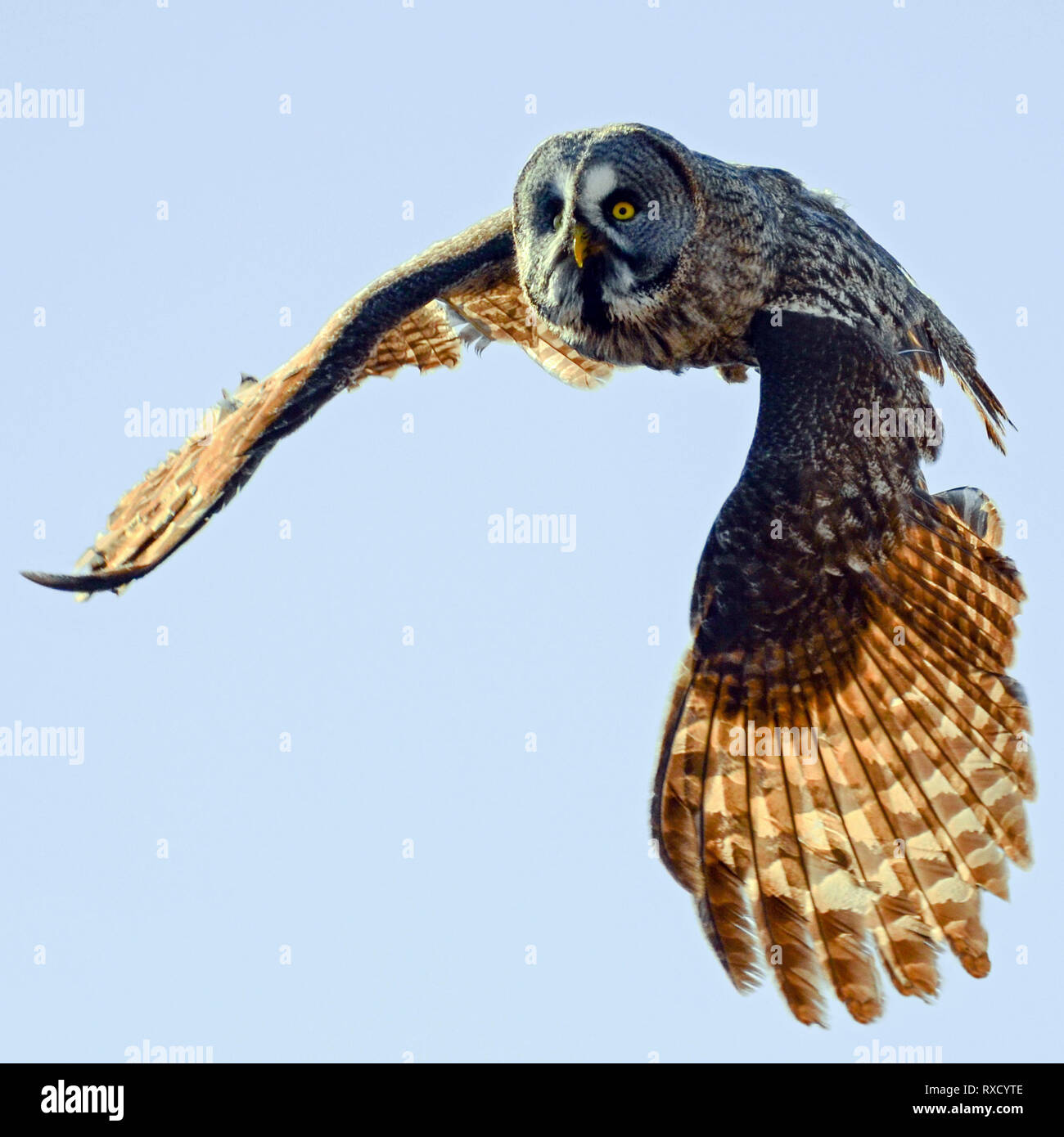Flying owl hi-res stock photography and images - Alamy