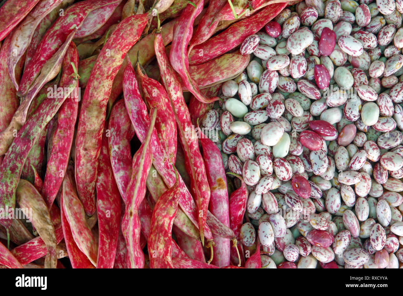Common beans hi-res stock photography and images - Alamy