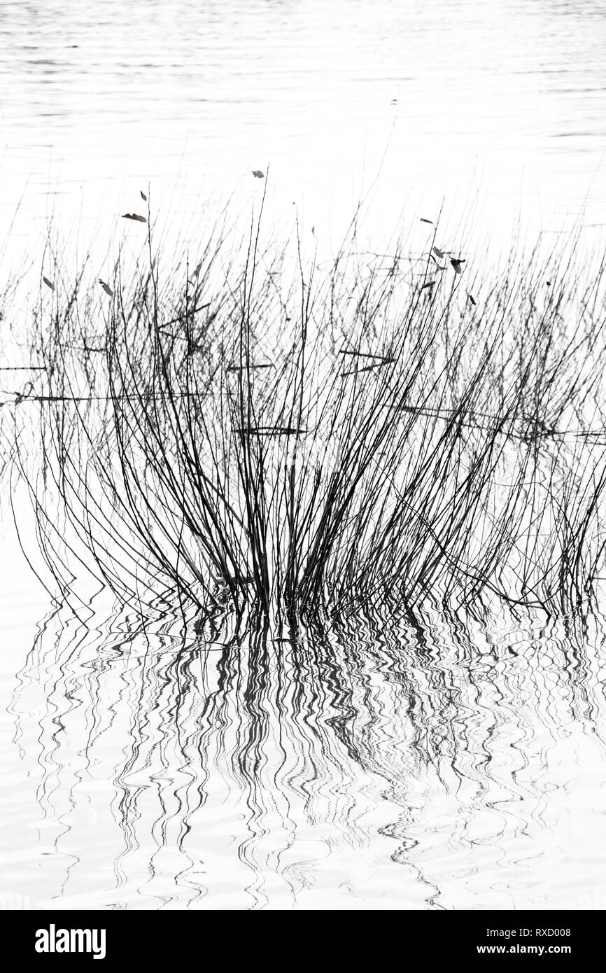 Dry grass in the river silhouette, detail of reed in the pond in high ...