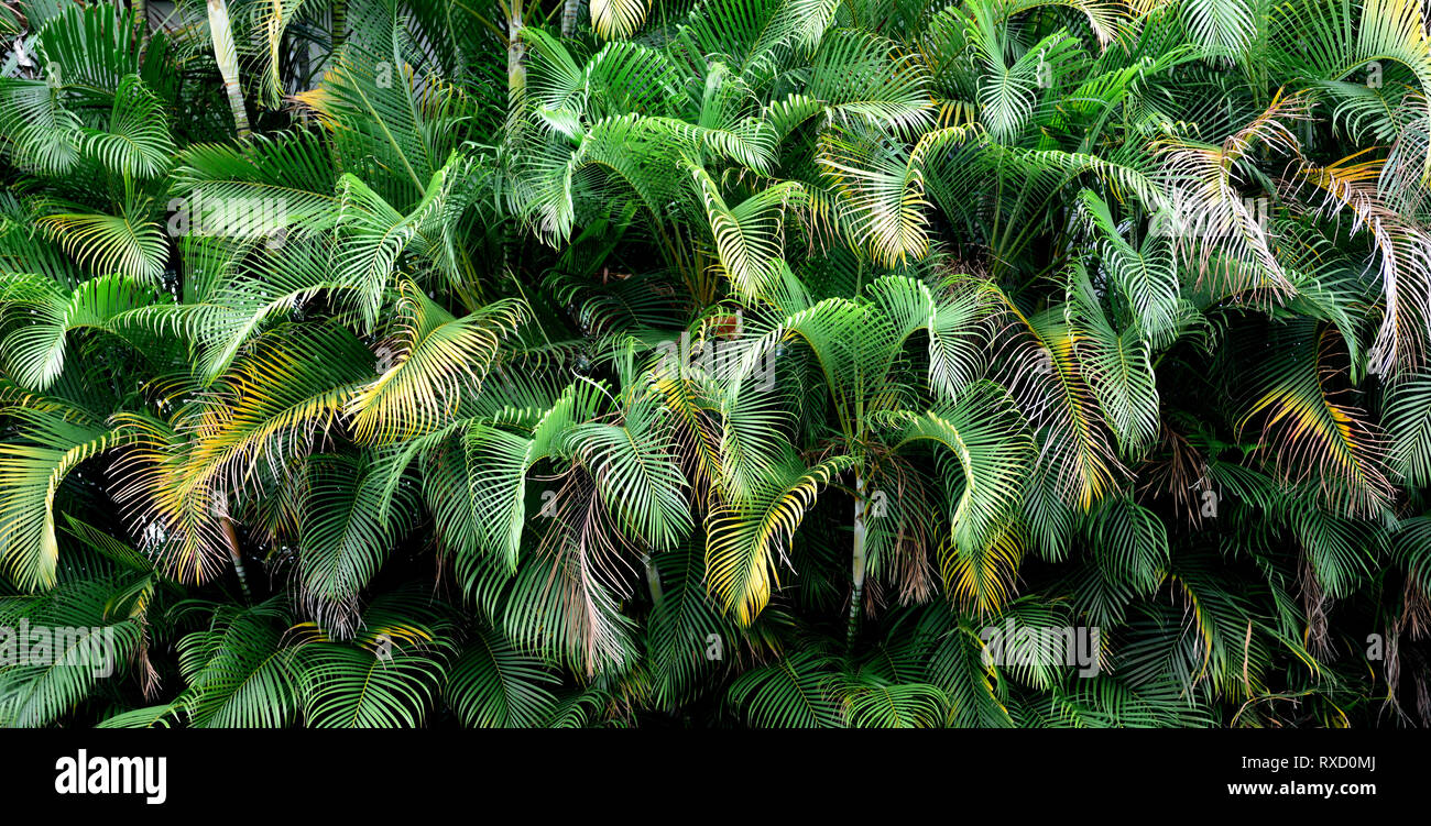 Thick lush wall of green tropical palm frond leaves with exotic shapes ...