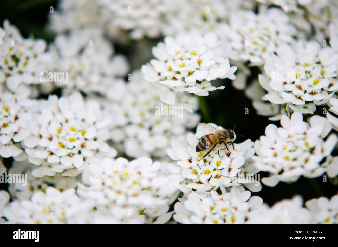 Honey bee gathering nectar from white flowers Stock Photo - Alamy
