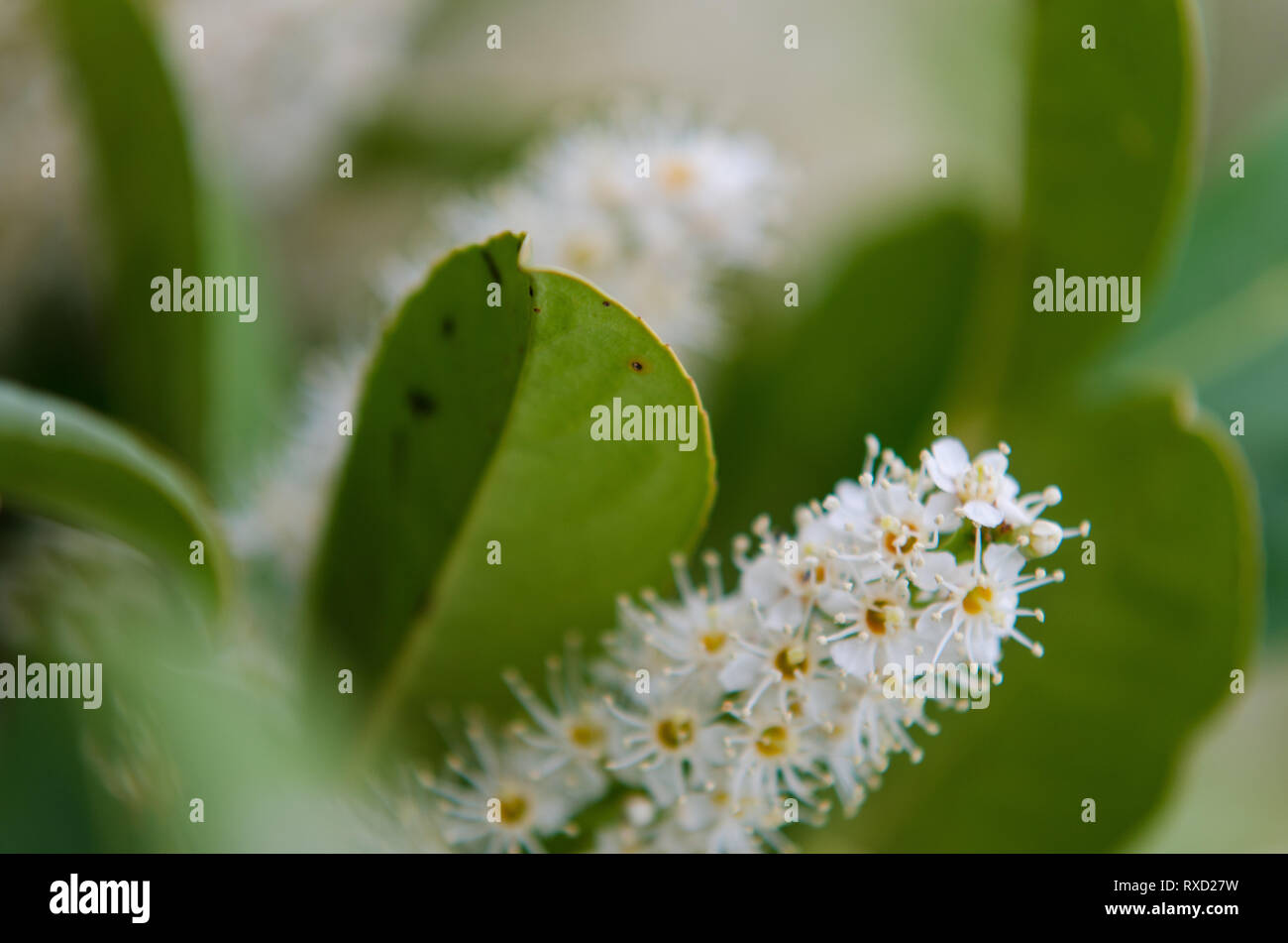 Laurel yellow hi-res stock photography and images - Alamy