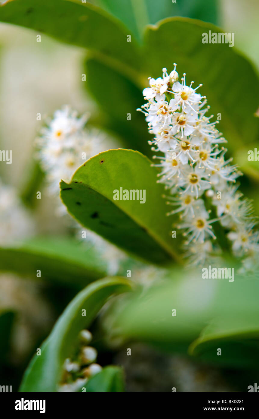 Laurel shrub hi-res stock photography and images - Alamy