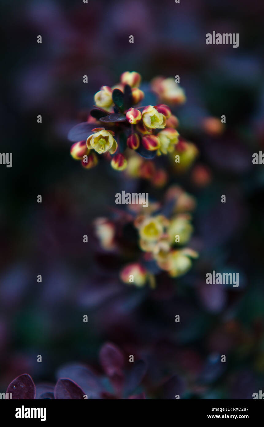 Crimson dwarf barberry in bloom Stock Photo - Alamy