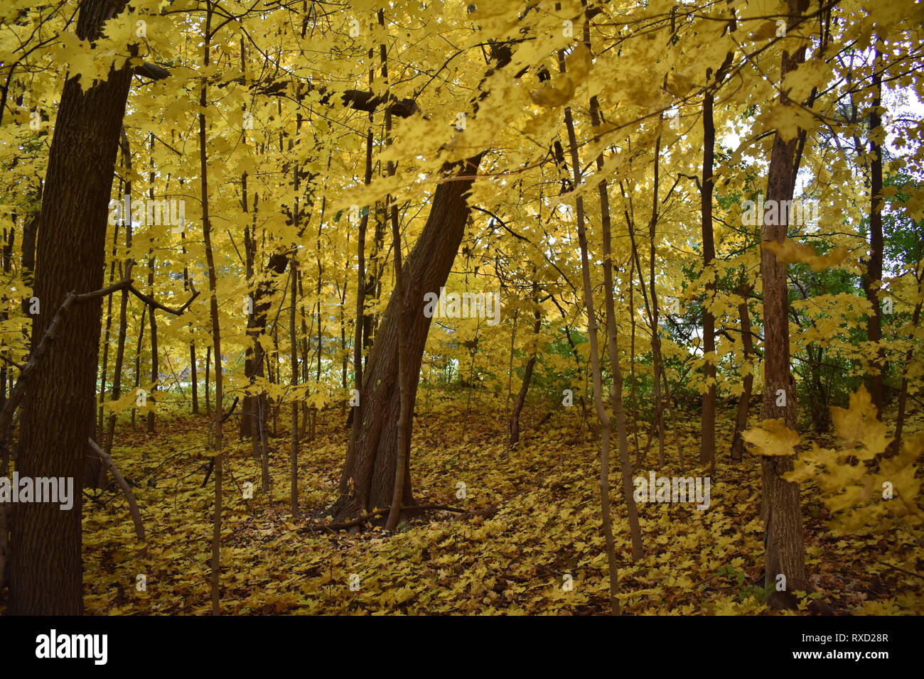 Fall Leaves and Trees in Aurora Illinois Stock Photo - Alamy