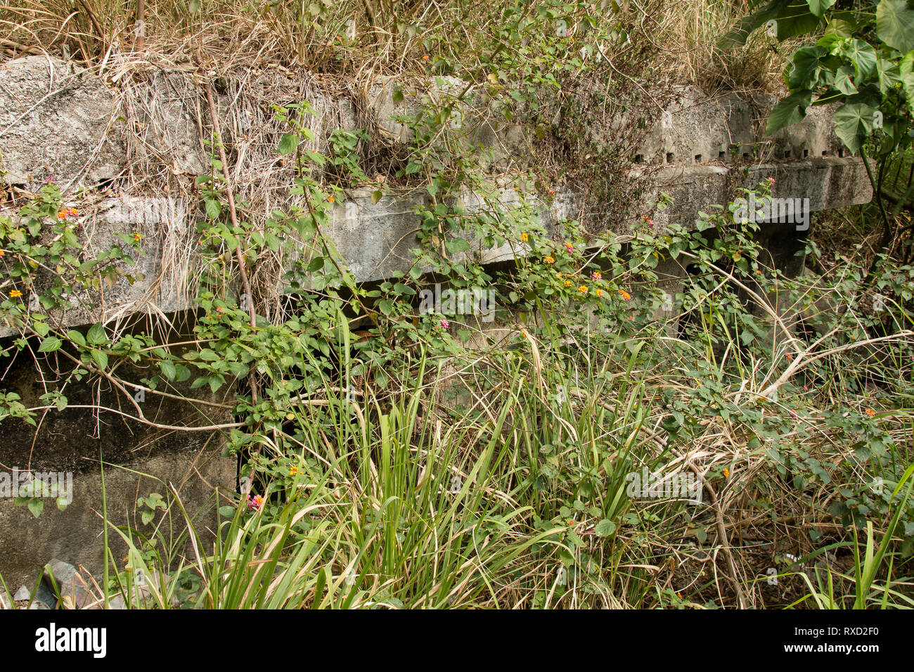 Overgrown ruins of military buildings at the abandoned Fort Davis in ...