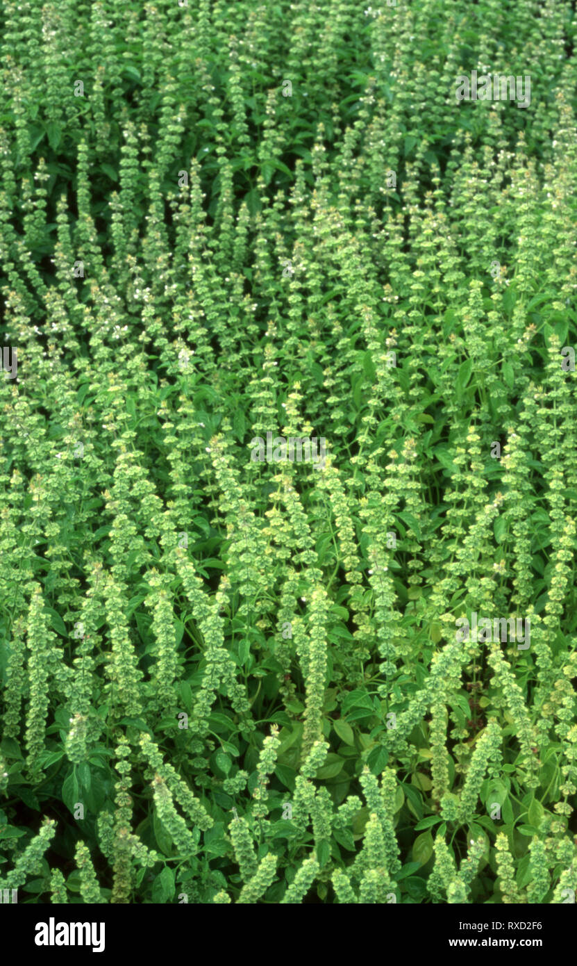 Ocimum x citriodorum hi-res stock photography and images - Alamy