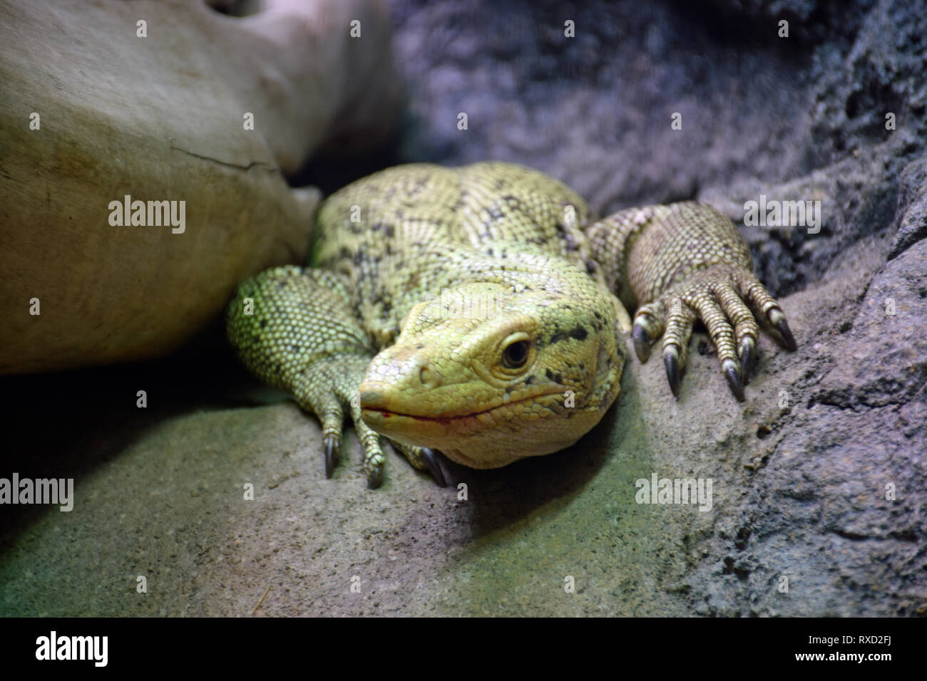 Sun gohoro hi-res stock photography and images - Alamy