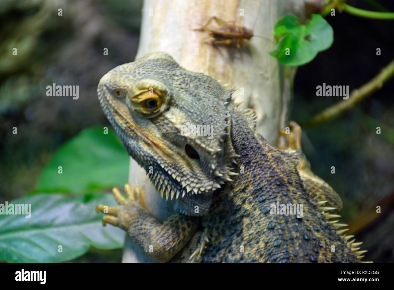 Dragon eyes hi-res stock photography and images - Alamy