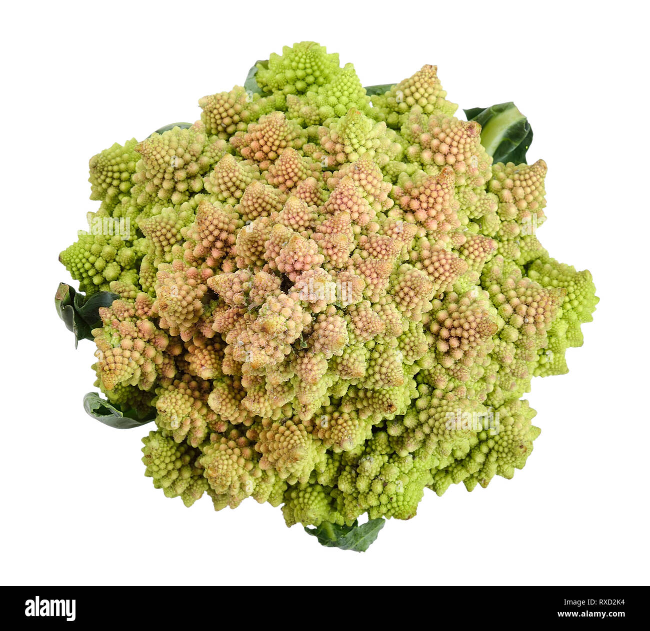 romanesco isolated on white clipping path top view Stock Photo - Alamy