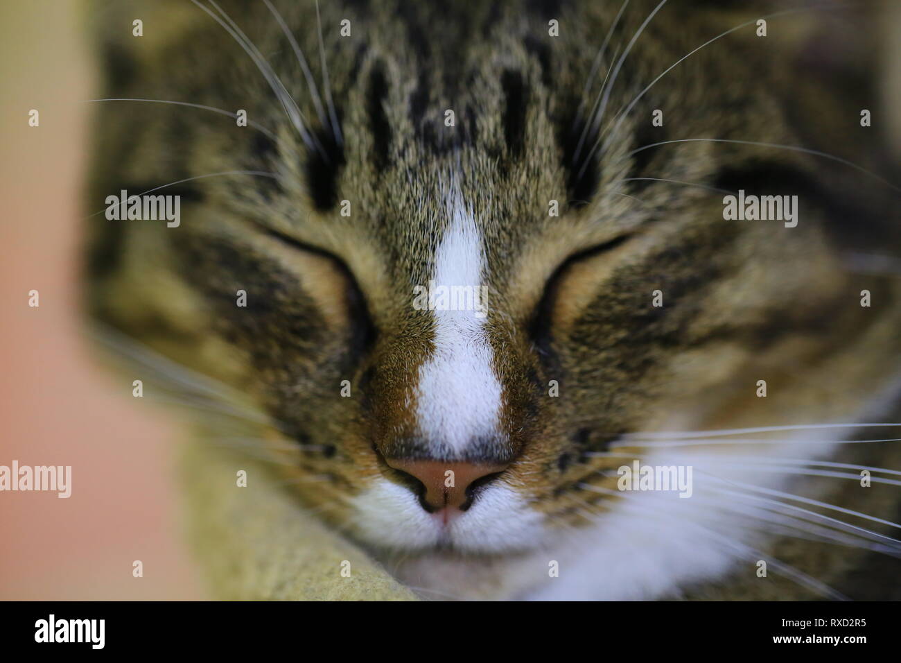Cat eye closed hi-res stock photography and images - Alamy