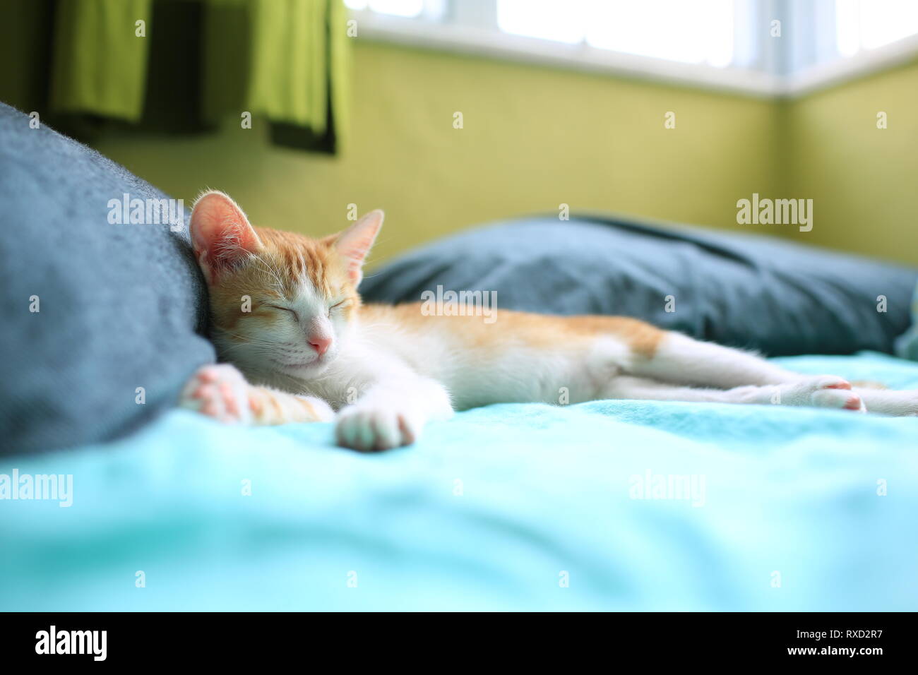 small cat sleeping, catnap Stock Photo - Alamy