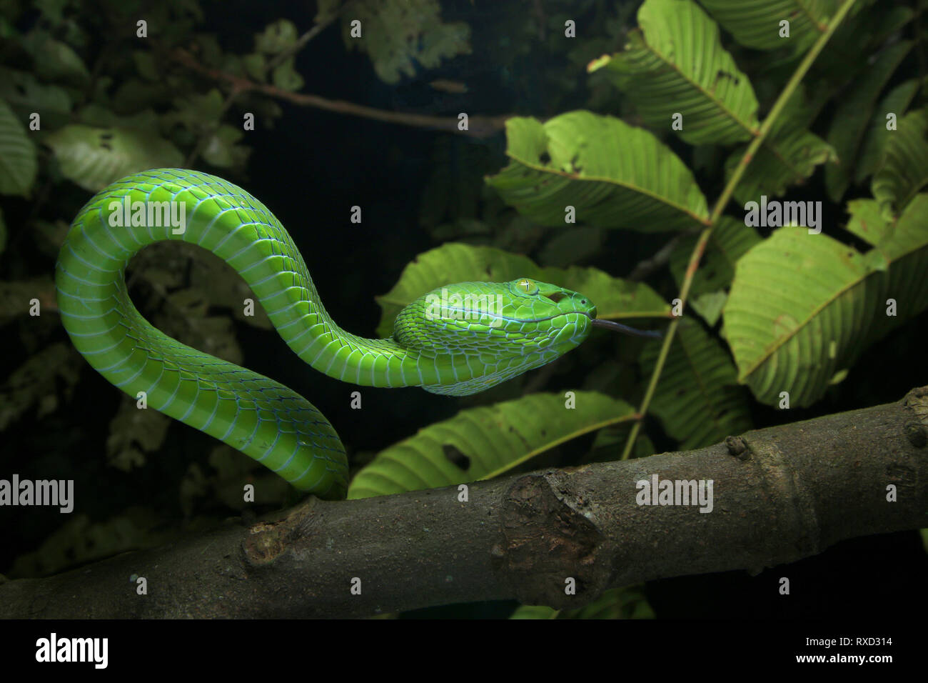 Cameron highlands pit viper hi-res stock photography and images - Alamy