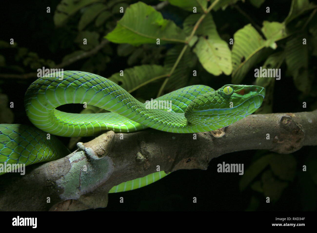 Highly venomous pit viper hi-res stock photography and images - Alamy