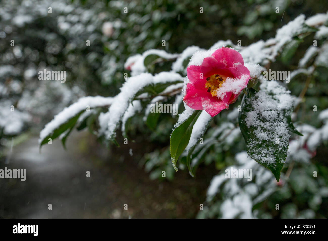 Snow Camellia High Resolution Stock Photography and Images - Alamy