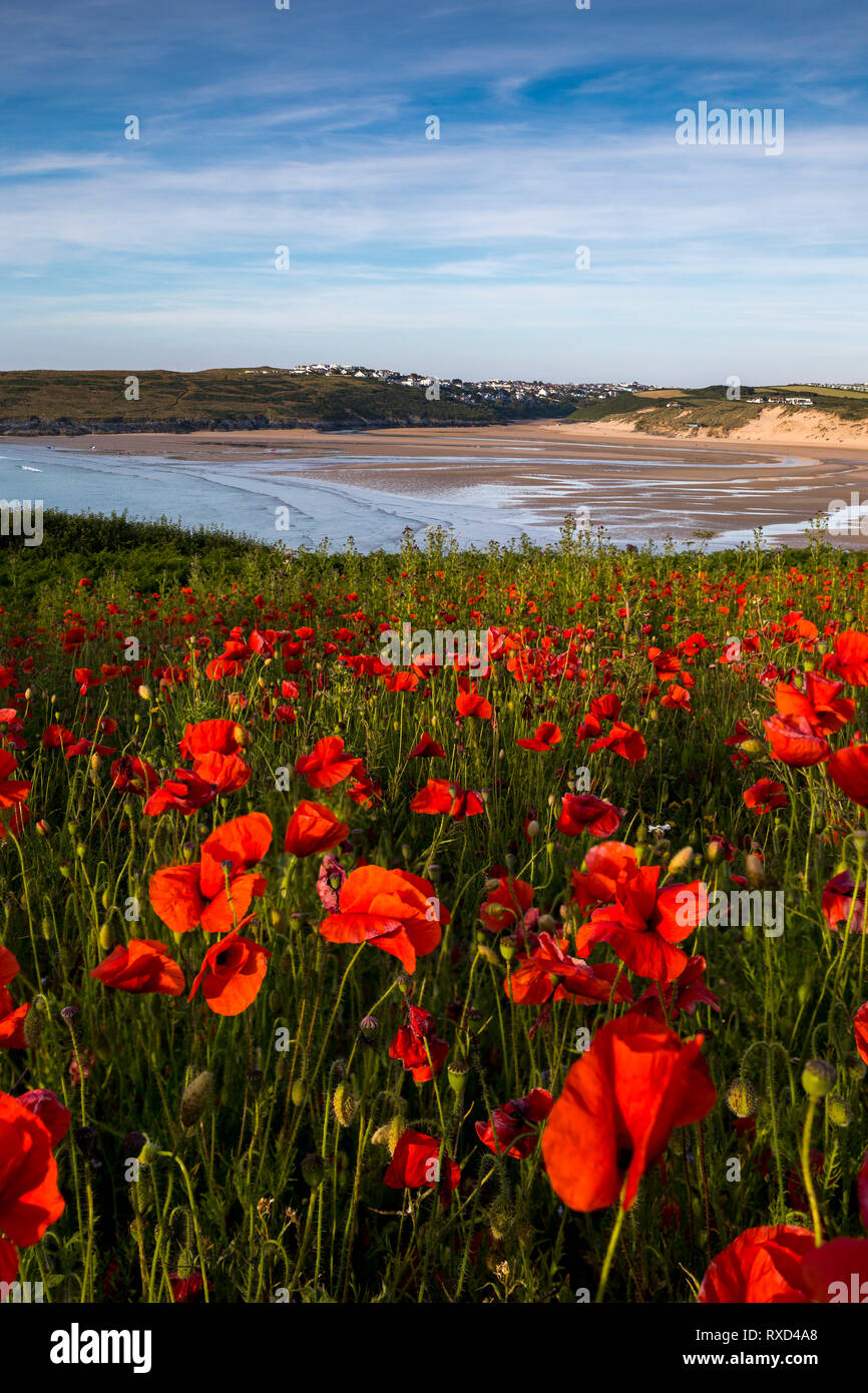 Poppies; West Pentire; Cornwall; UK Stock Photo - Alamy