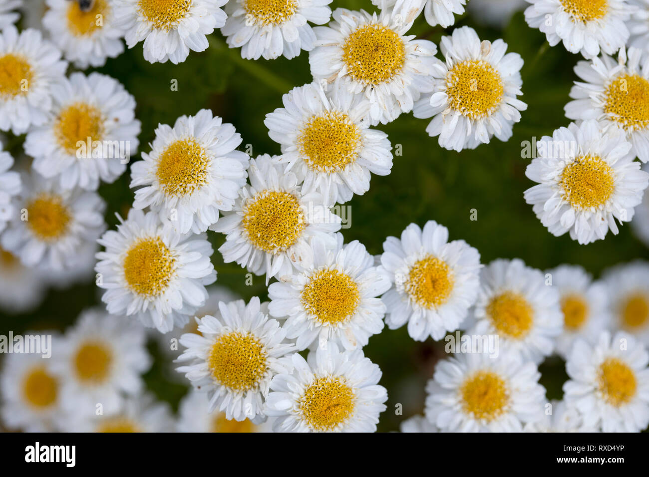 Feverfew; Tanacetum parthenium; Flowers; Cornwall; UK Stock Photo - Alamy
