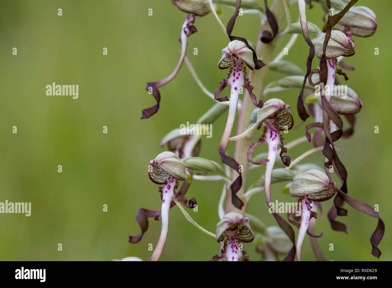 Lizard Orchid; Himantoglossum hircinum; Flowering; Cambridgeshire; UK ...