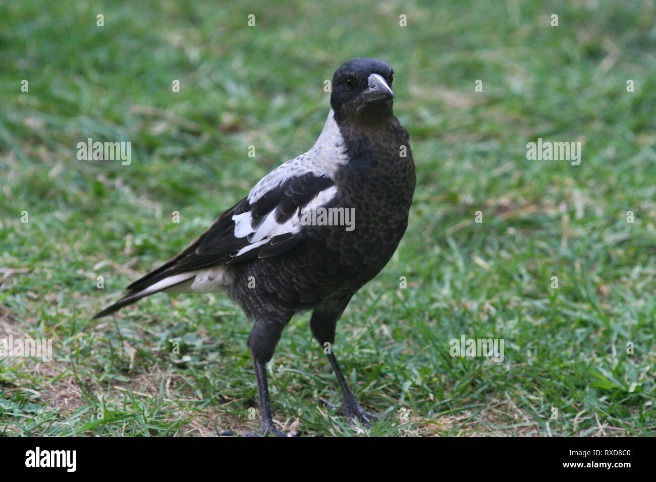 Australian Magpie 'Gymnorhina tibicen' Stock Photo - Alamy