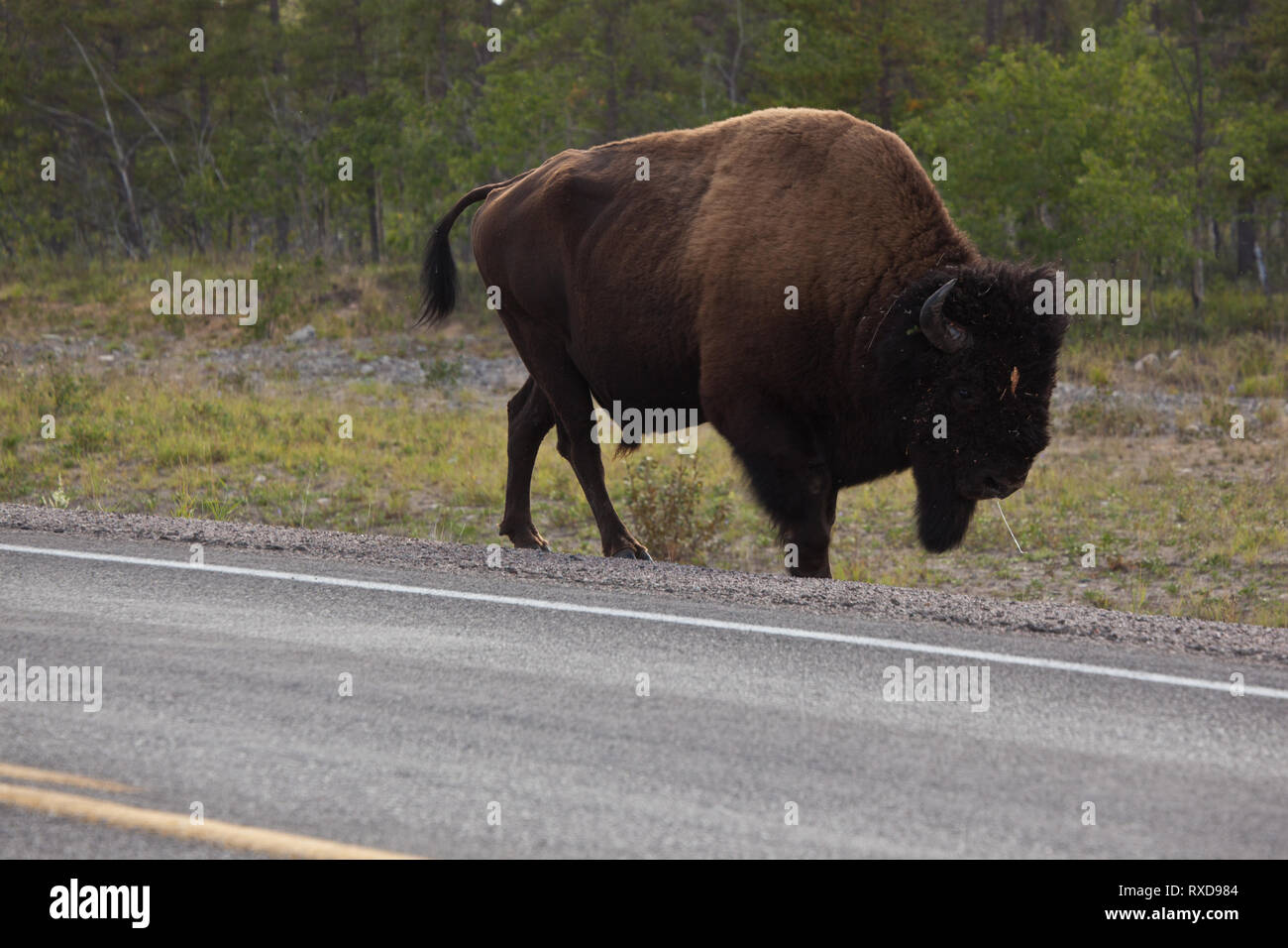 Mackenzie bison sanctuary hi-res stock photography and images - Alamy