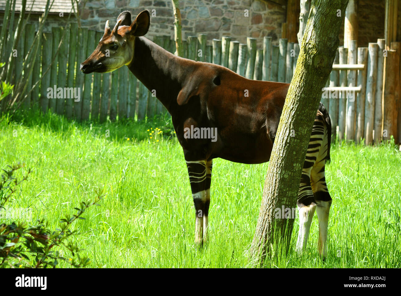 Okapia johnstoni also known as the forest giraffe native to the ...