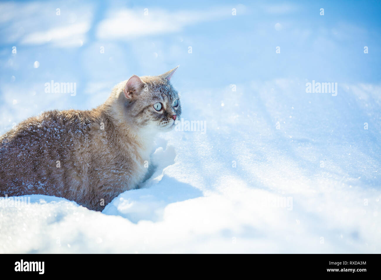 Cute Siamese cat walks in deep snow in the winter garden Stock Photo ...