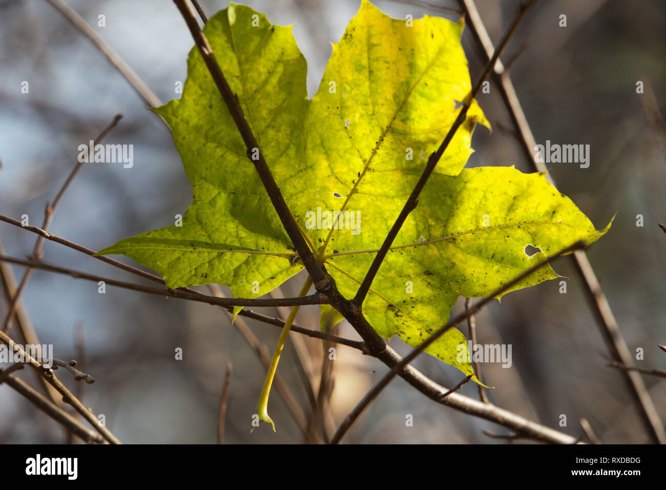Autumn Impressions - solitary leaf falling Stock Photo - Alamy