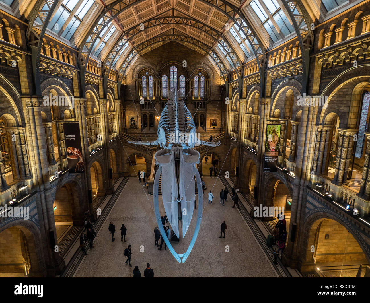 Blue whale skeleton in Hintze Hall, Natural History Museum, South ...