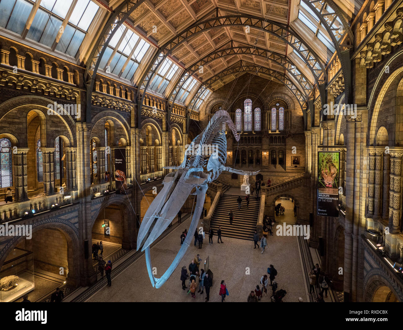 Blue whale skeleton in Hintze Hall, Natural History Museum, South ...
