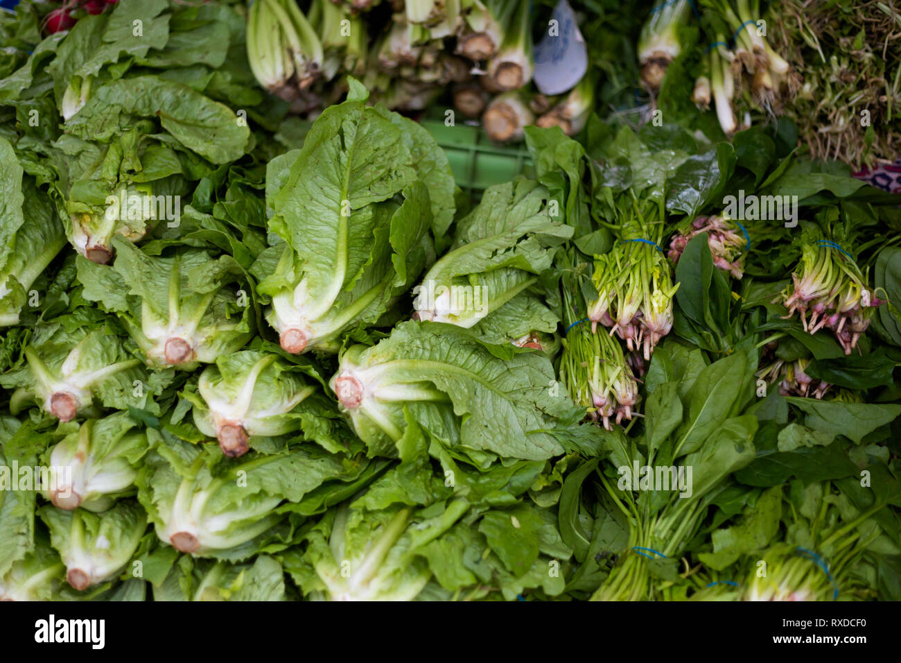 Fresh lettuce on local market in capital city Nicosia. Food on Cyprus ...