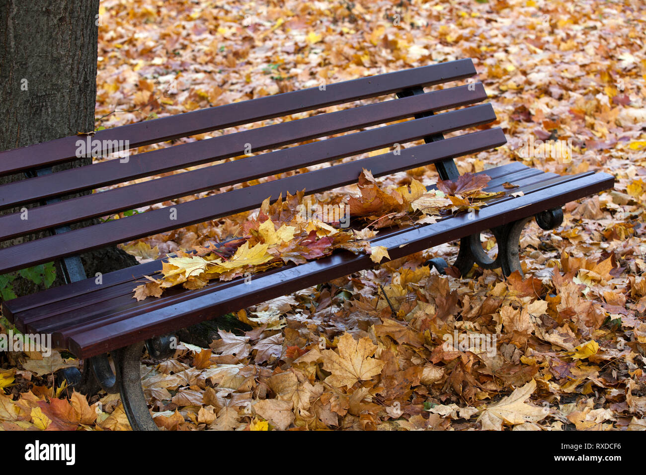 empty bench in the park in autumn Stock Photo - Alamy
