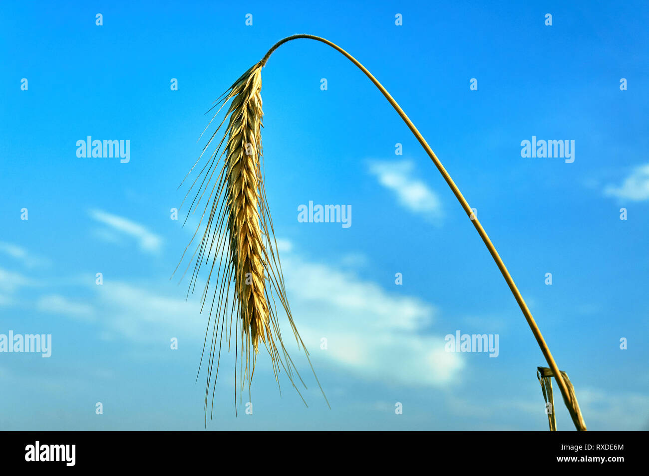 Ears of rye, farming in Poland Stock Photo - Alamy