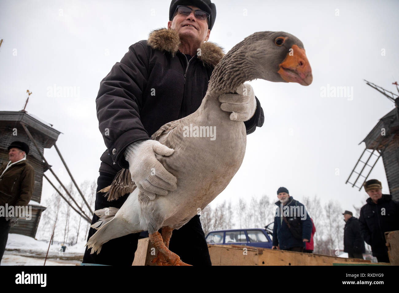 Russian snow geese hi-res stock photography and images - Alamy